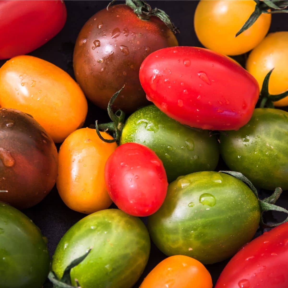 Seeds of Resilience - by Steven Disla