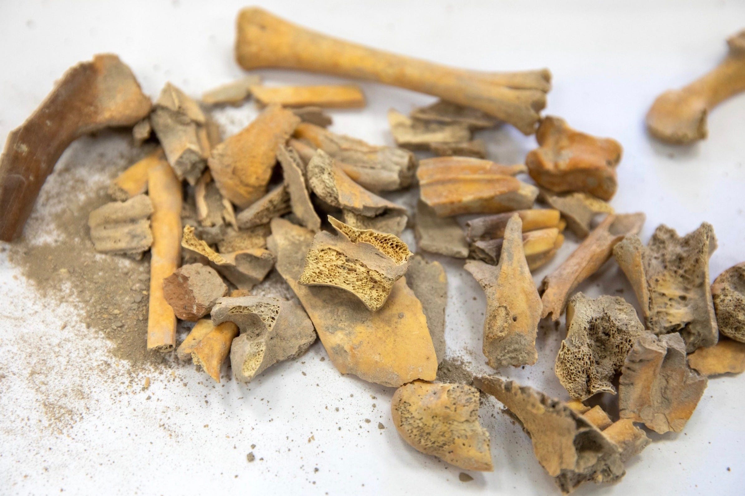 Killing Animals - The Swan Hotel: Then and Now’s Substack