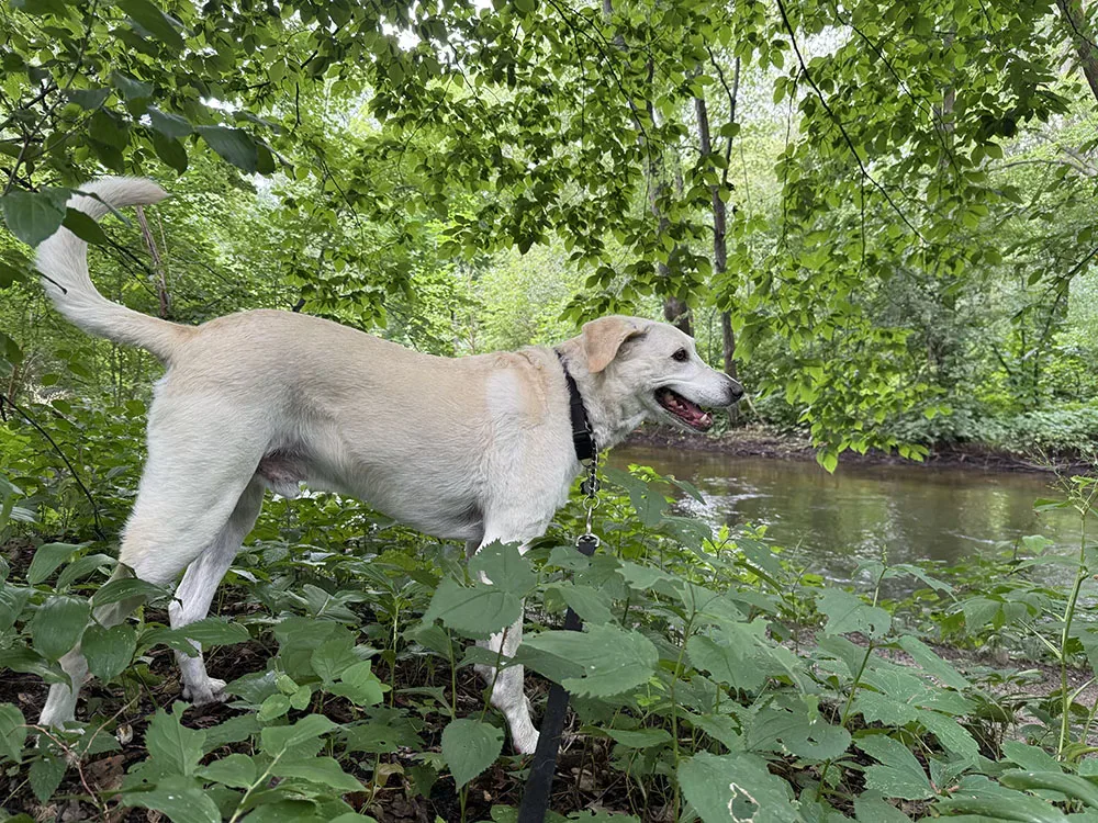 Be Like A Dog - Special Interests - The Right Reasons