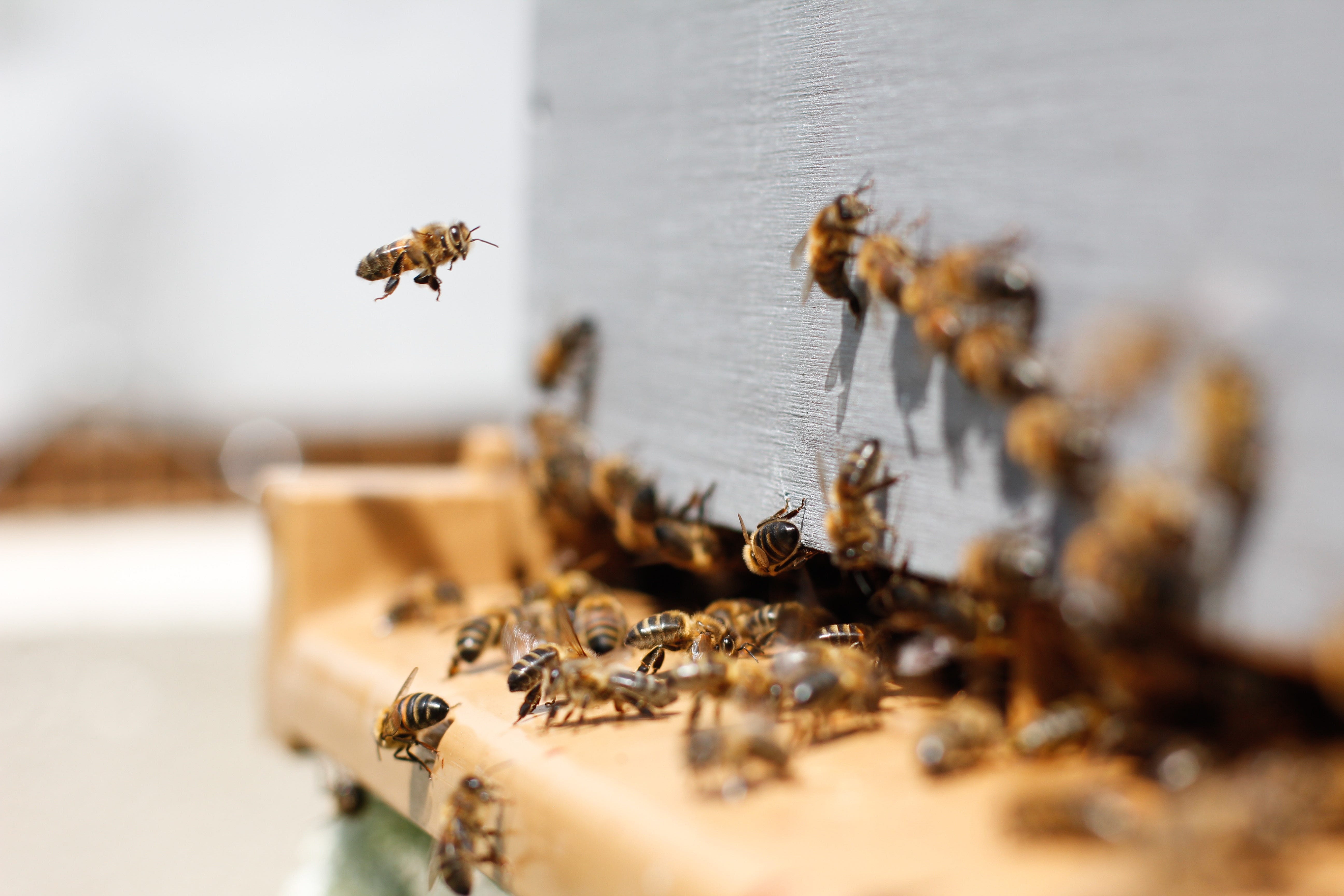 KEEPING BEES AND CLIMBING TREES - by Mark Oshinskie
