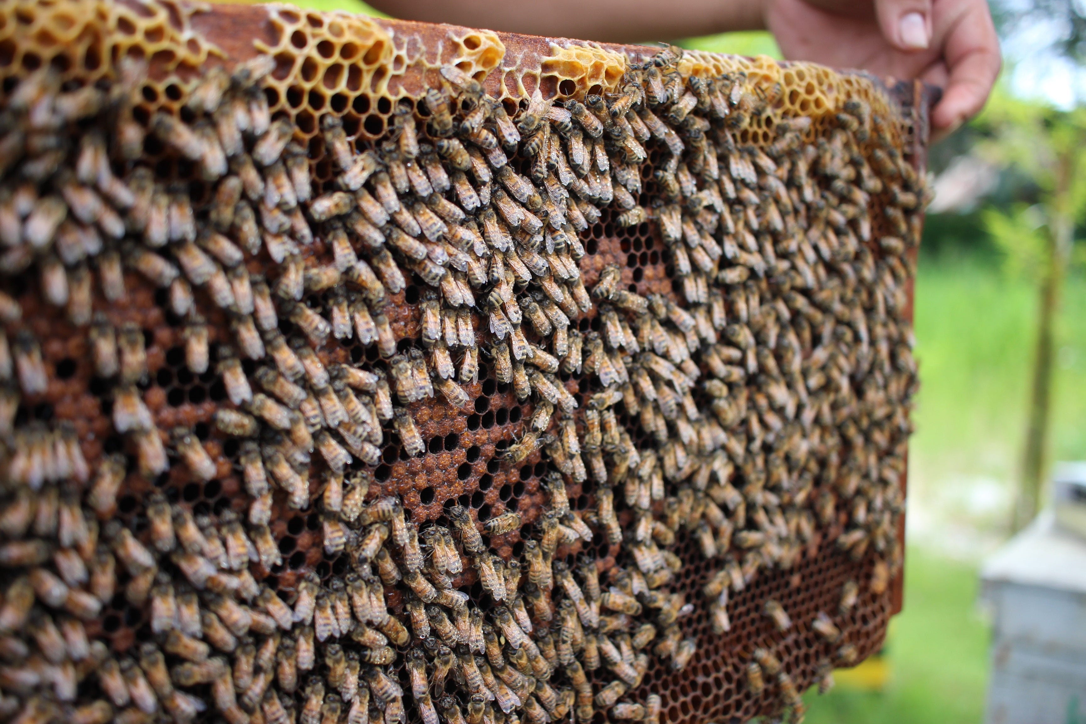KEEPING BEES AND CLIMBING TREES - by Mark Oshinskie