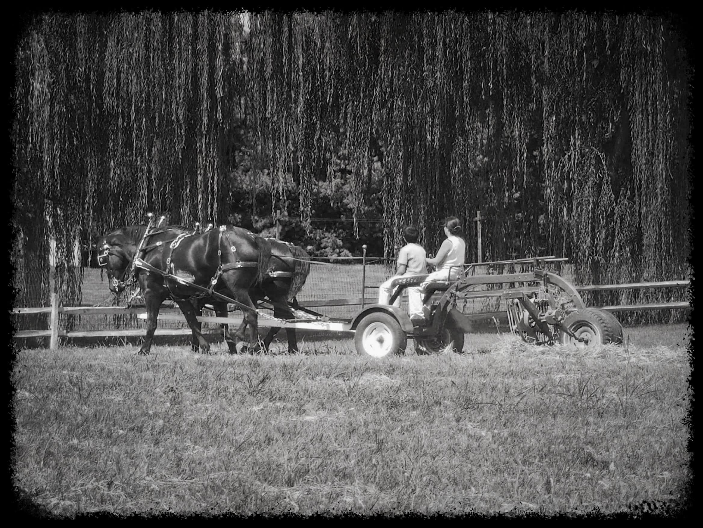 Homesteading: Harnessing Horse Power