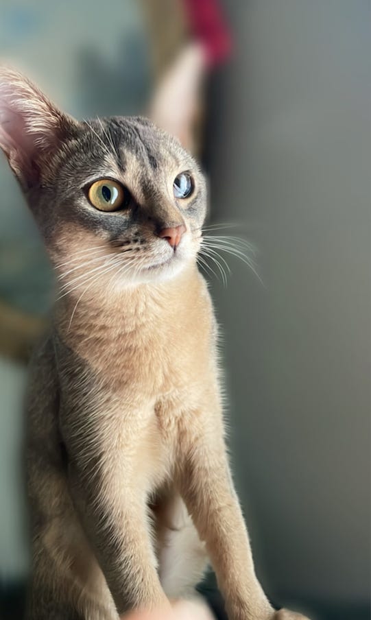 Abyssinian in Crisis: How One Cat’s Mysterious Illness and an ...