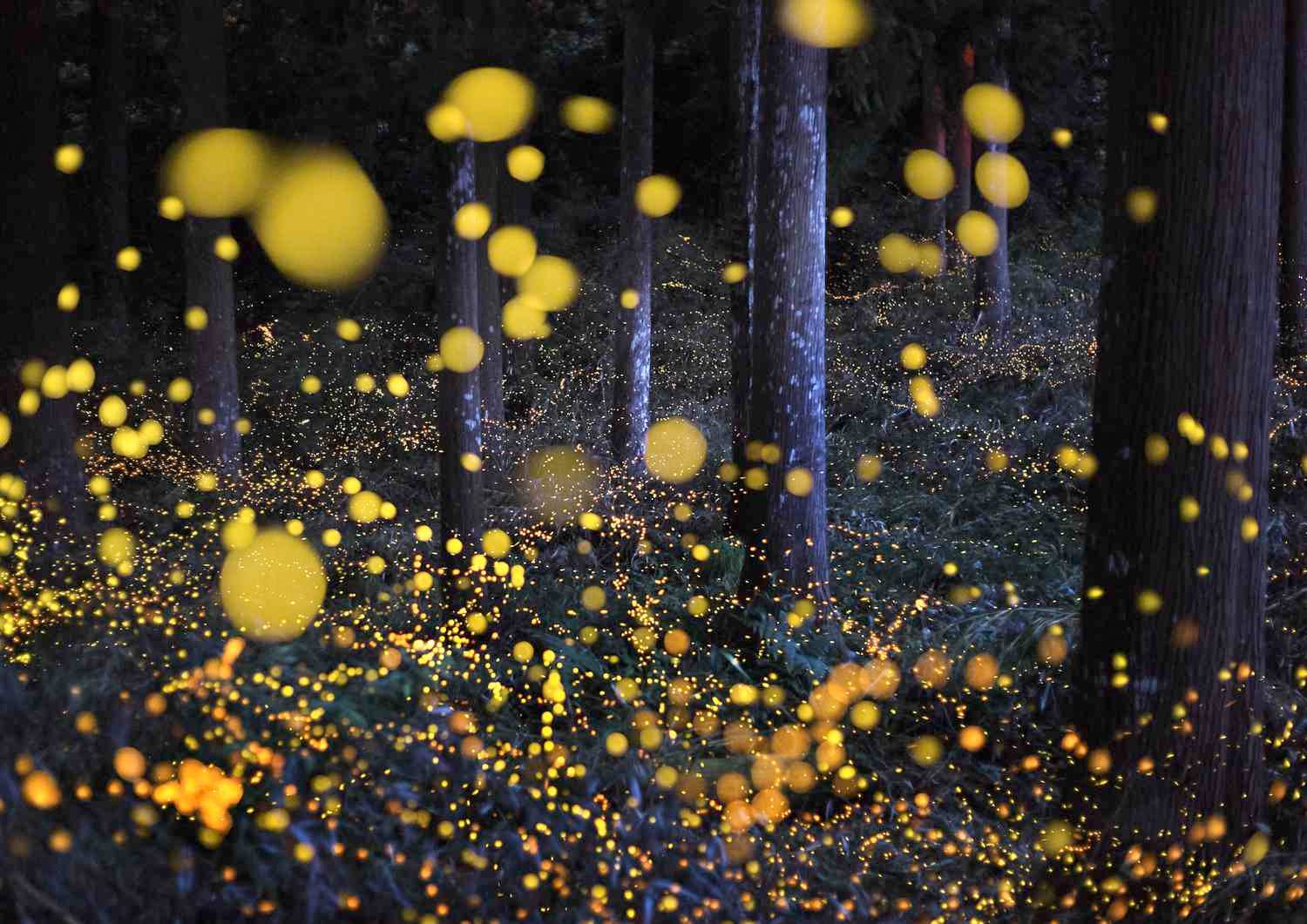 Inside the Novel: Impossible Fireflies - by Dave Kenney