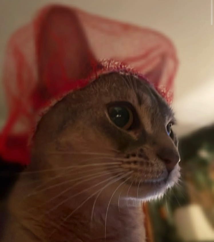 Abyssinian in Crisis: How One Cat’s Mysterious Illness and an ...