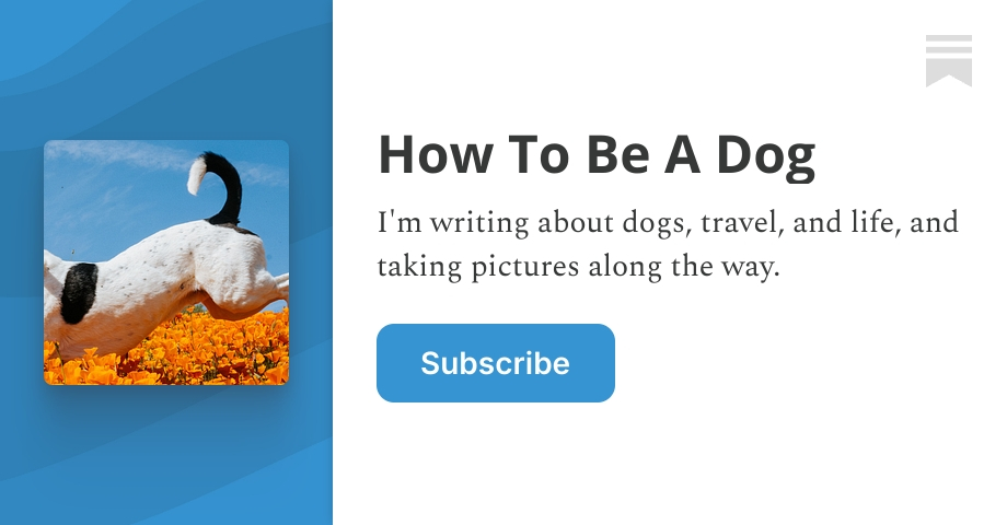 How To Be A Dog | Andrew Knapp | Substack