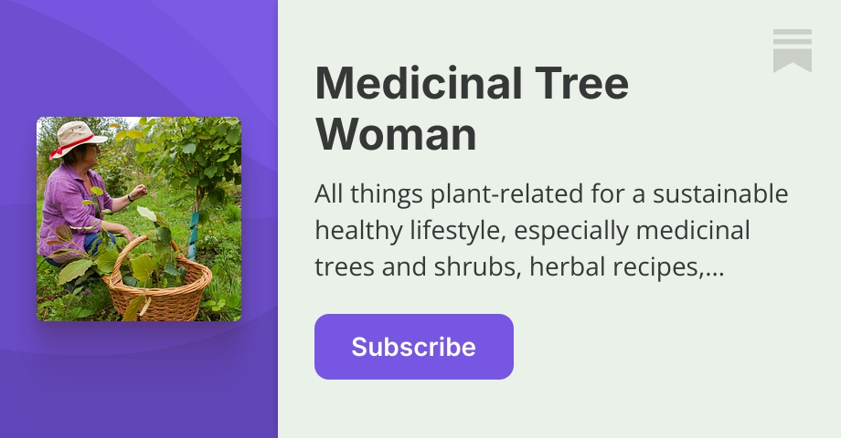 Six of the Best Medicinal Trees with Healing Bark