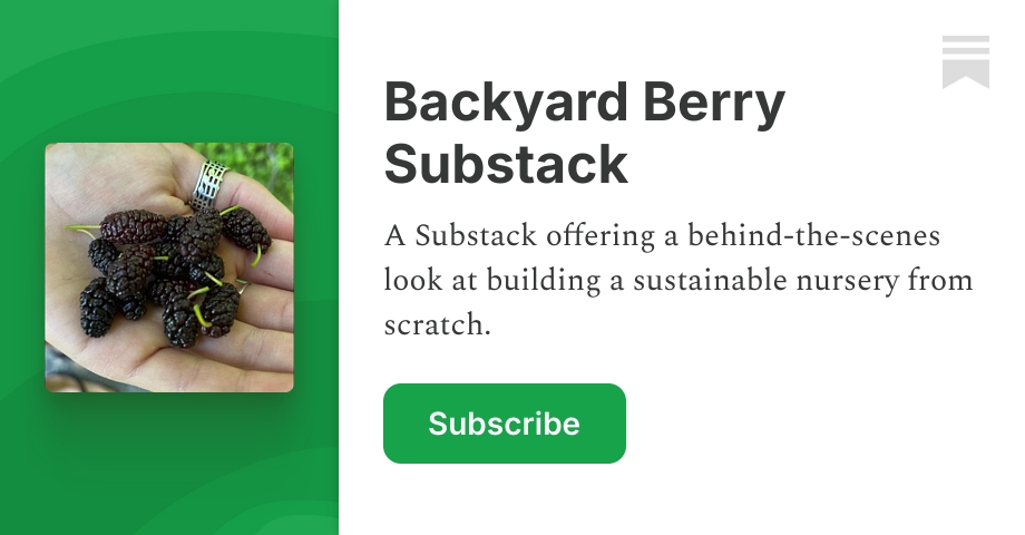 Backyard Berry Substack | Substack