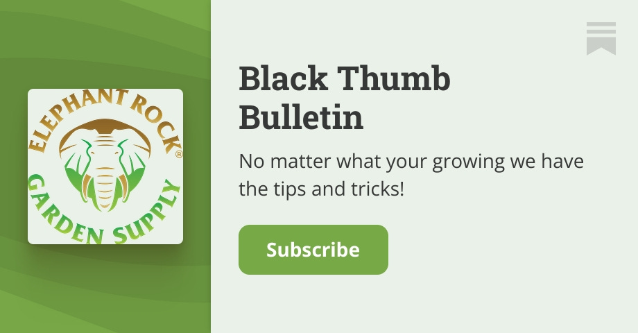 Black Thumb Bulletin | Substack