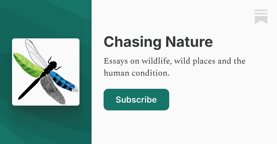 Chasing Nature | Bryan Pfeiffer | Substack