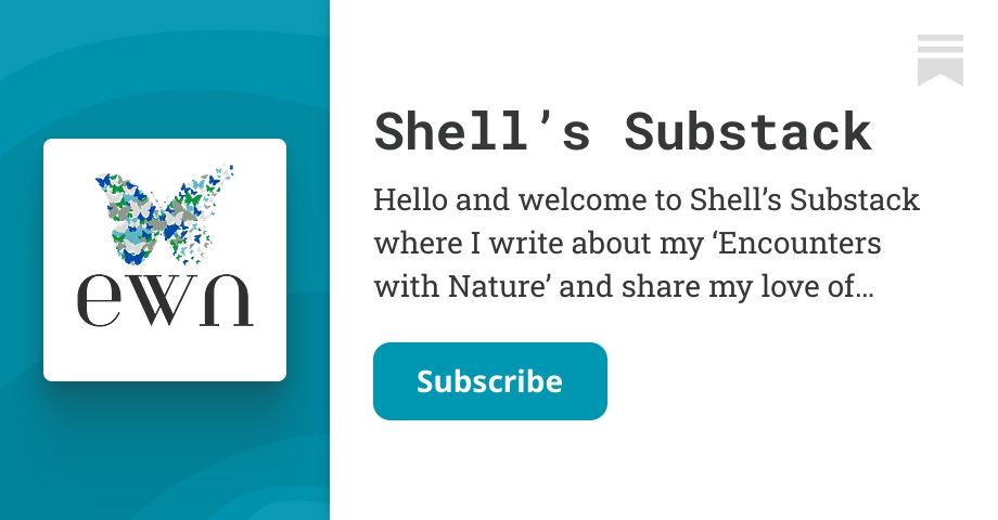 Shell’s Substack | Substack