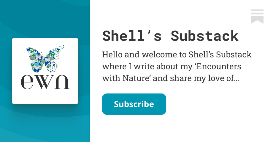 Shell’s Substack | Substack