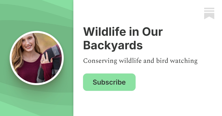 Wildlife in Our Backyards | Hailey Reid | Substack