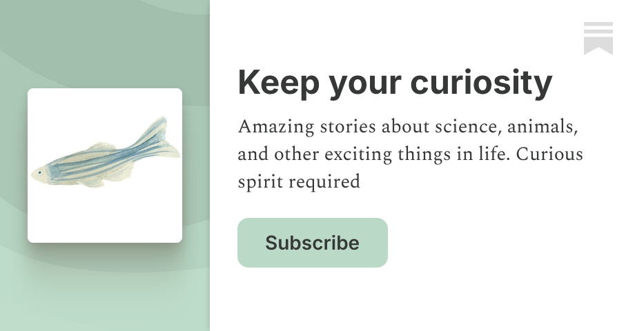 Keep your curiosity | María Jesús Molina Cimadevila | Substack
