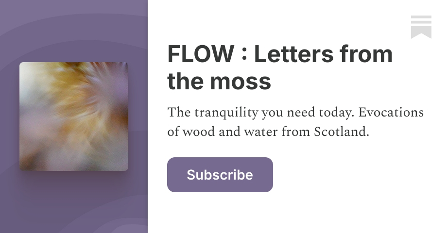 FLOW : Letters from the moss | Michela Griffith | Substack