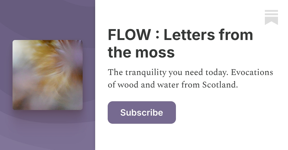 FLOW : Letters from the moss | Michela Griffith | Substack
