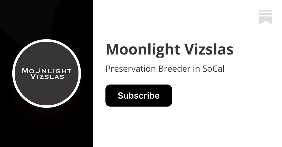 Moonlight Vizslas | Substack