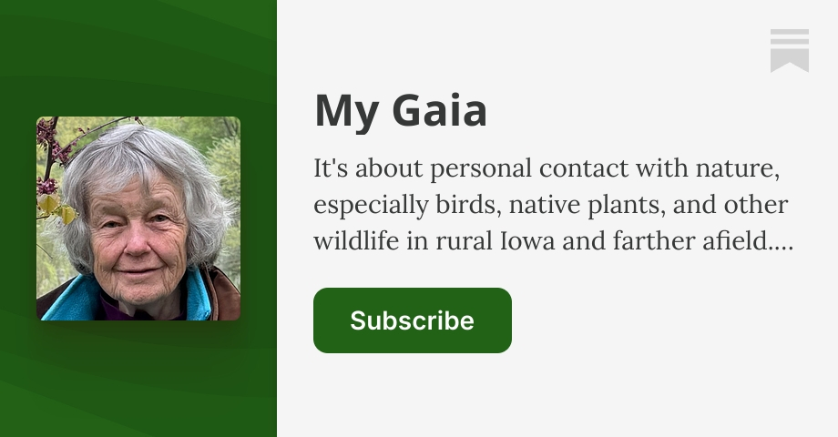 My Gaia | Diane Porter | Substack