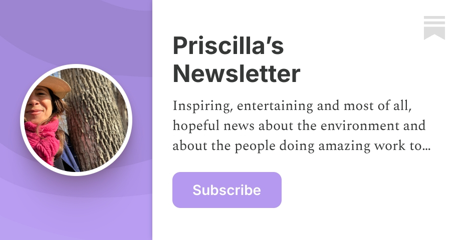 Priscilla’s Newsletter | Priscilla Woolworth | Substack