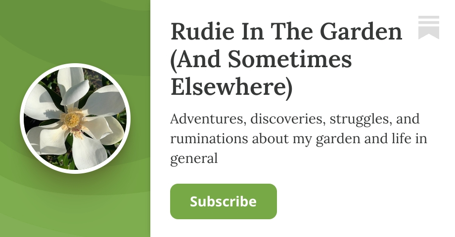 What to do about freeze damage on plants