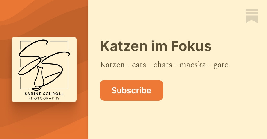 Katzen im Fokus | Sabine Schroll | Substack