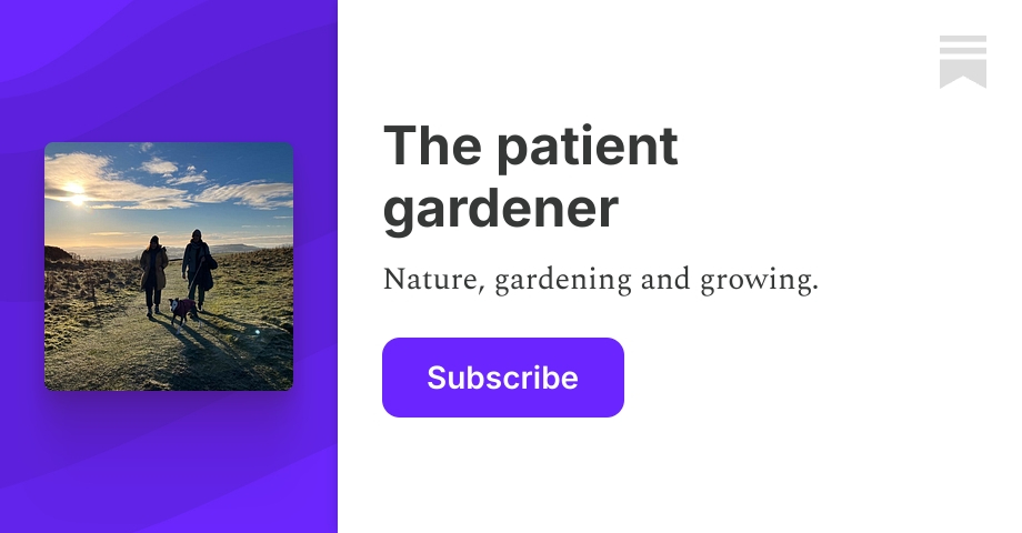 The patient gardener | Substack