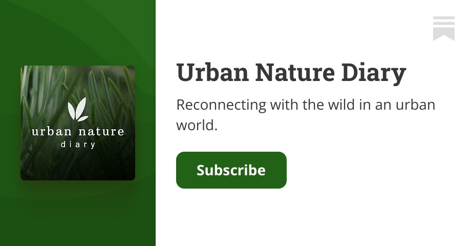 Urban Nature Diary | Thomas Winward | Substack