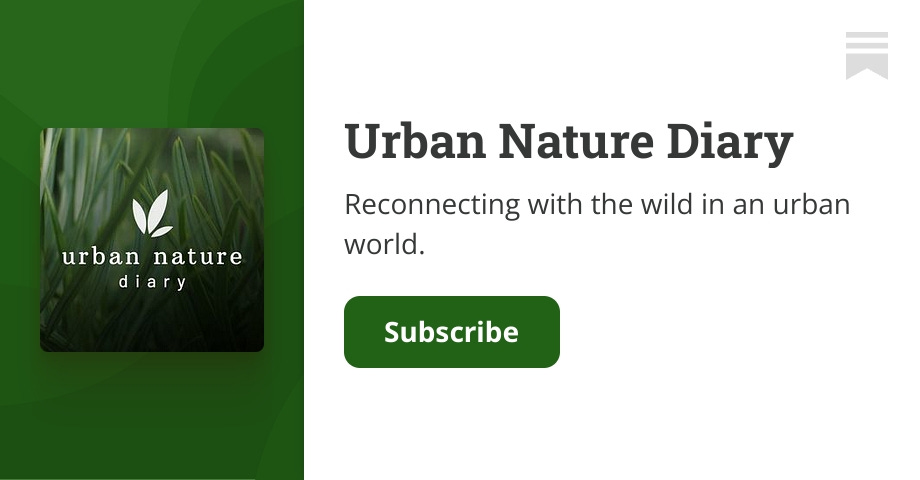 Urban Nature Diary | Thomas Winward | Substack