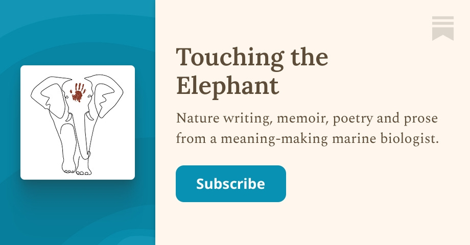 Touching the Elephant | Kendall Lamb | Substack