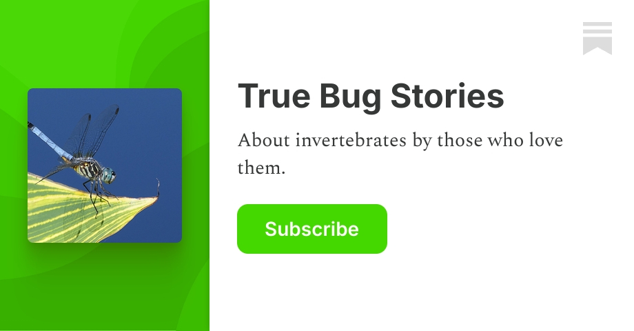 True Bug Stories | Katrina | Substack