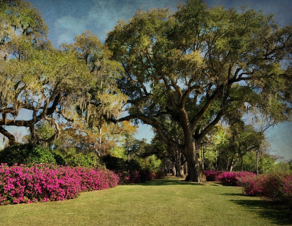 Chicora Wood Revisited - by Beth Yarbrough - Southern Voice