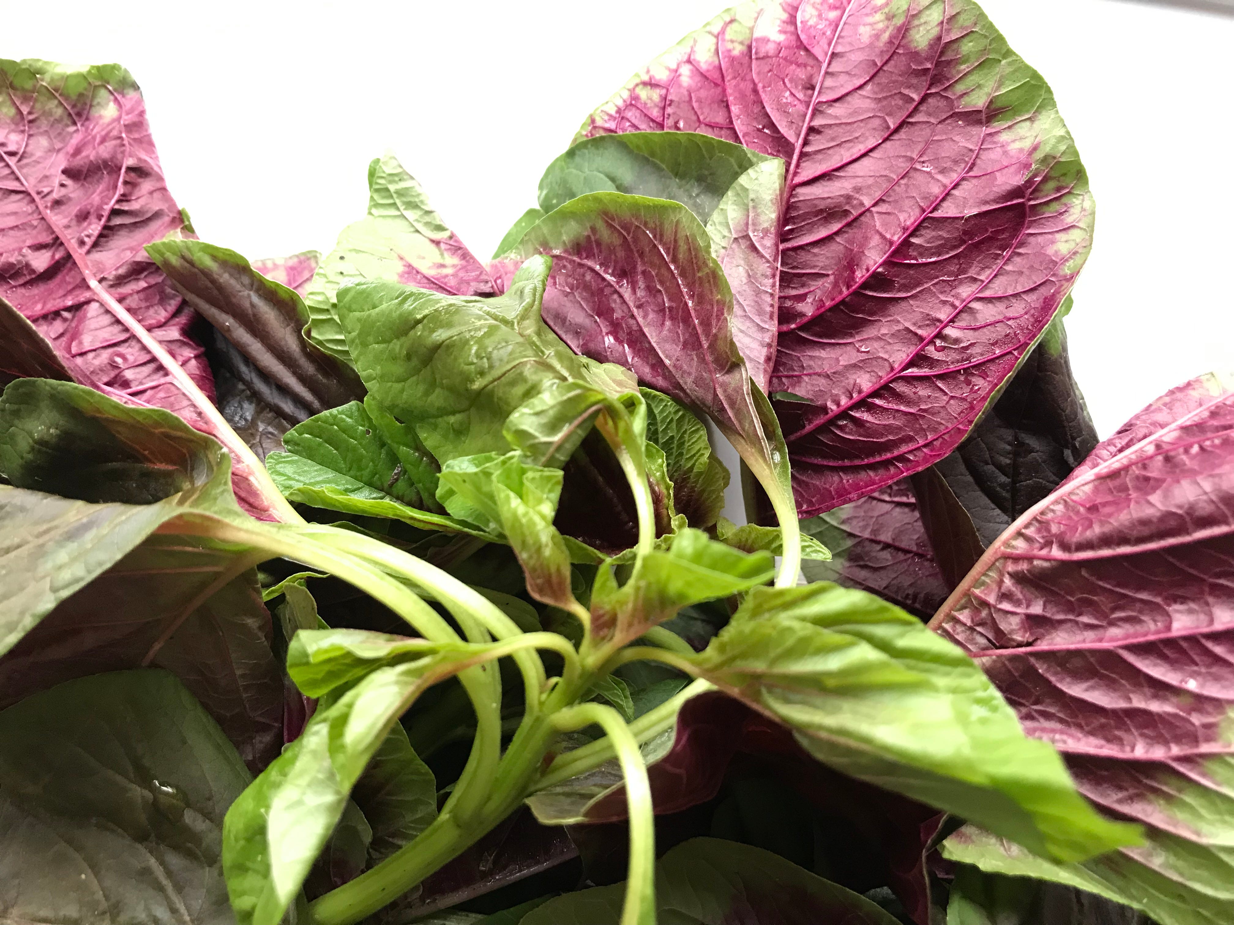 Amaranth greens - Chinese spinach for bone health