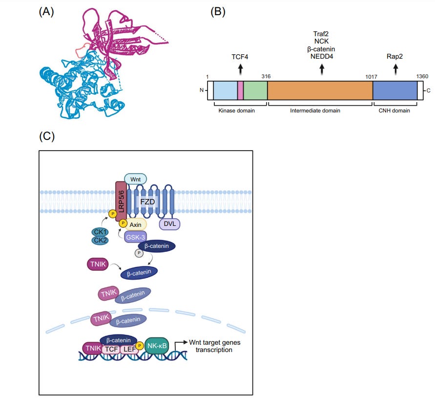 TNIK: Redefining the Battle Against Cancer and Age-Related Diseases