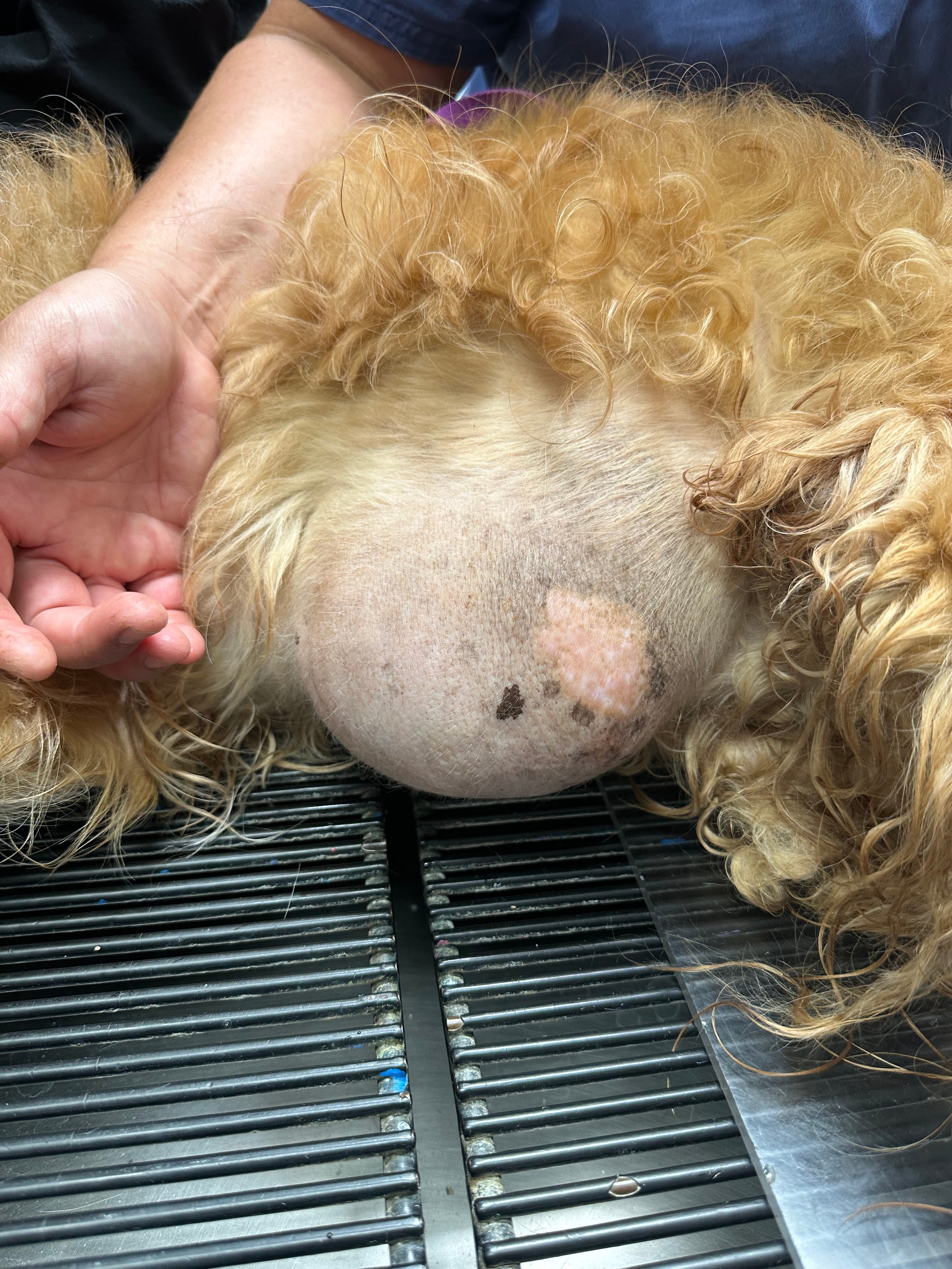 Unconventional Treatments - by Teresa Carr, DVM