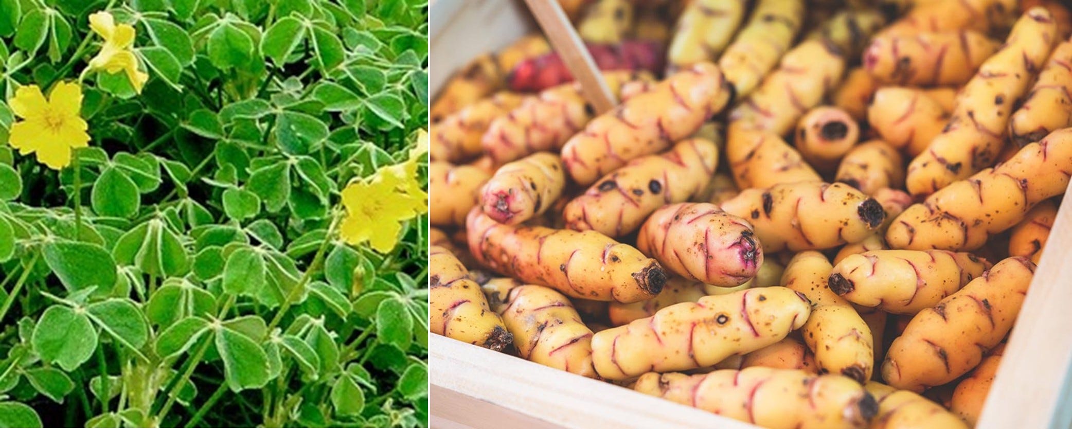 PERENNIAL VEGETABLES – Part 2 - by Joe Seals