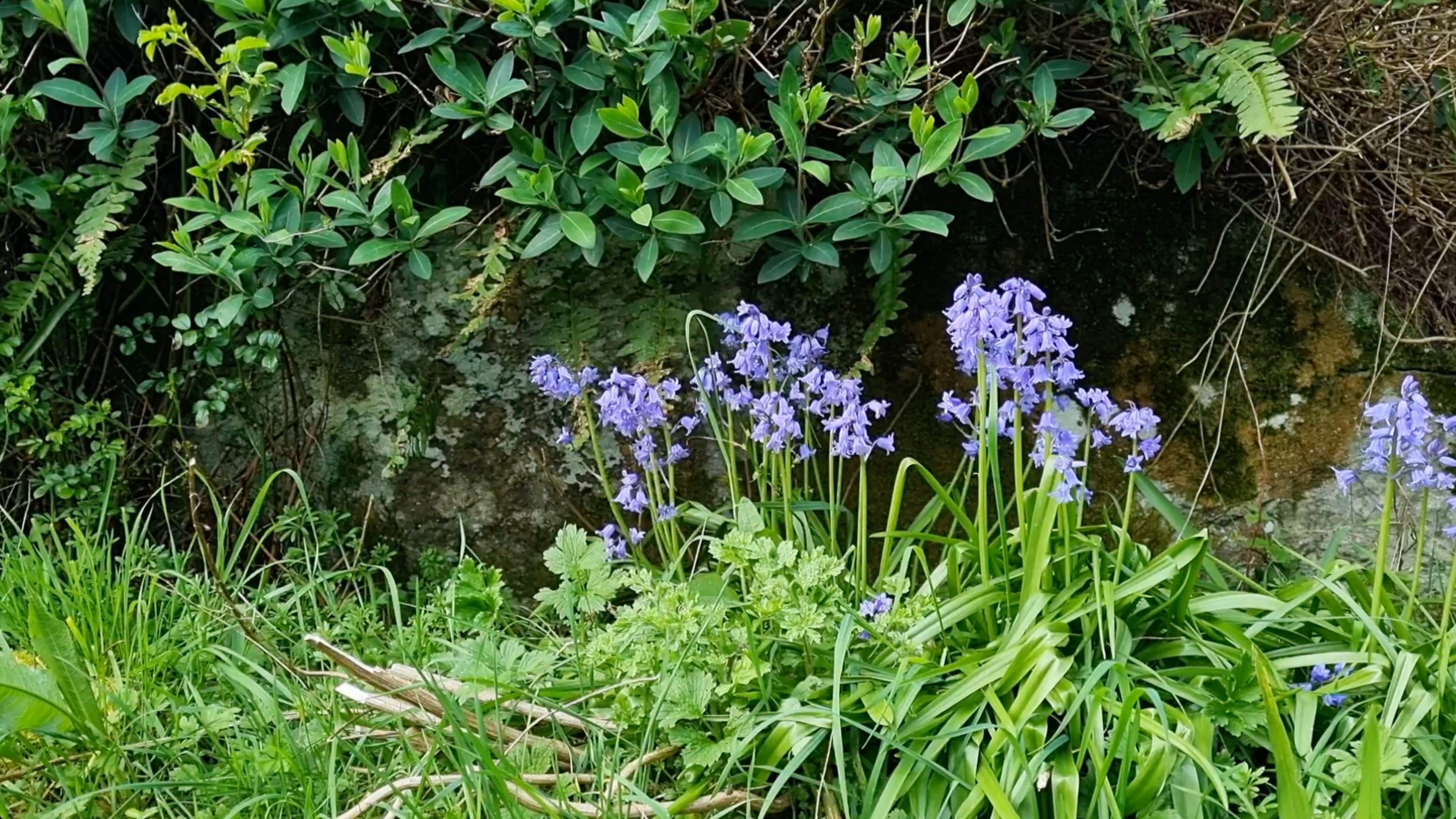 Herbal Medicine - Danu's Irish Herb Garden Substack