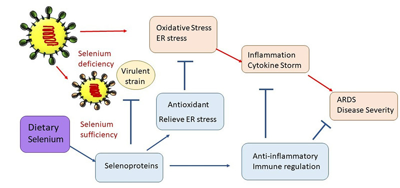 Friday Hope: Selenium: Thyroid Support, Endothelial Protection and ...