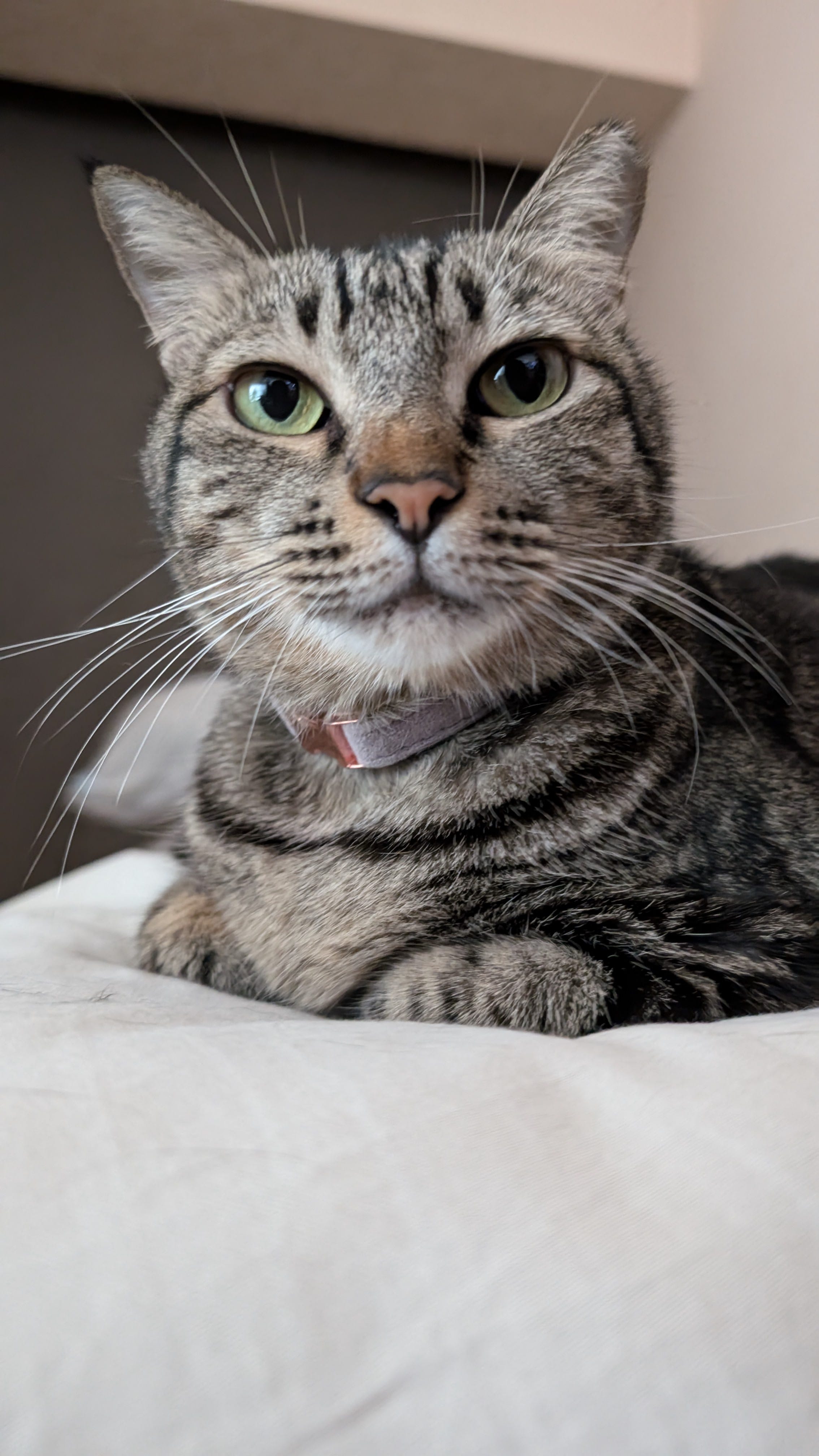 Big Time is a loved cat - by Ann | ANIMAL COMMUNICATOR