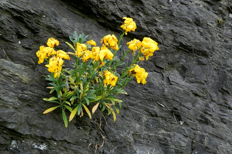 wallflower - by sof r.c. melendez - goghgetter