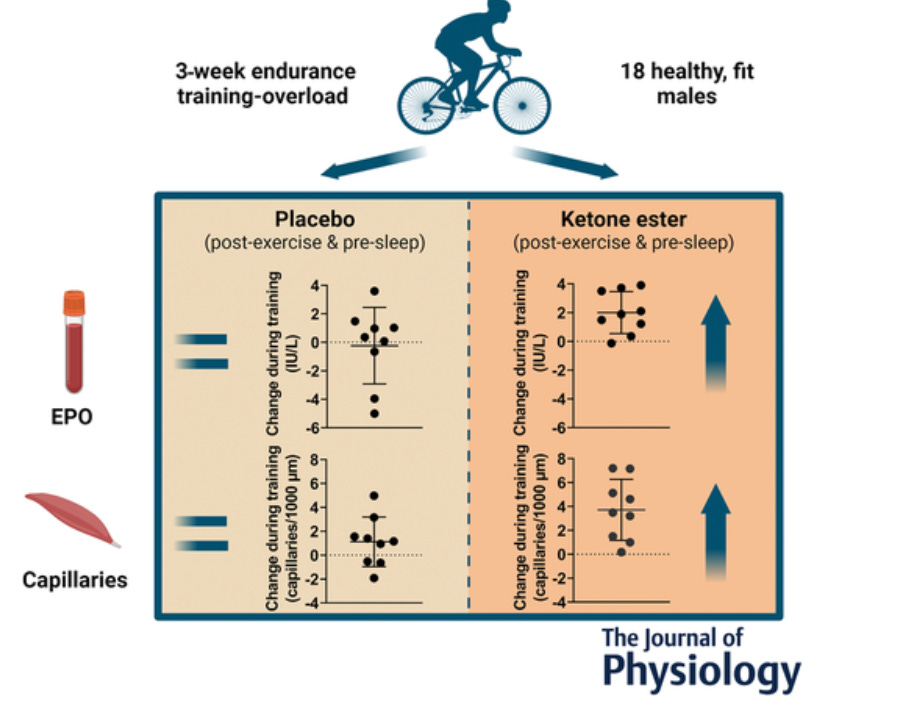 4. POST-EXERCISE KETONES BOOST MUSCLE CAPILLARIZATION