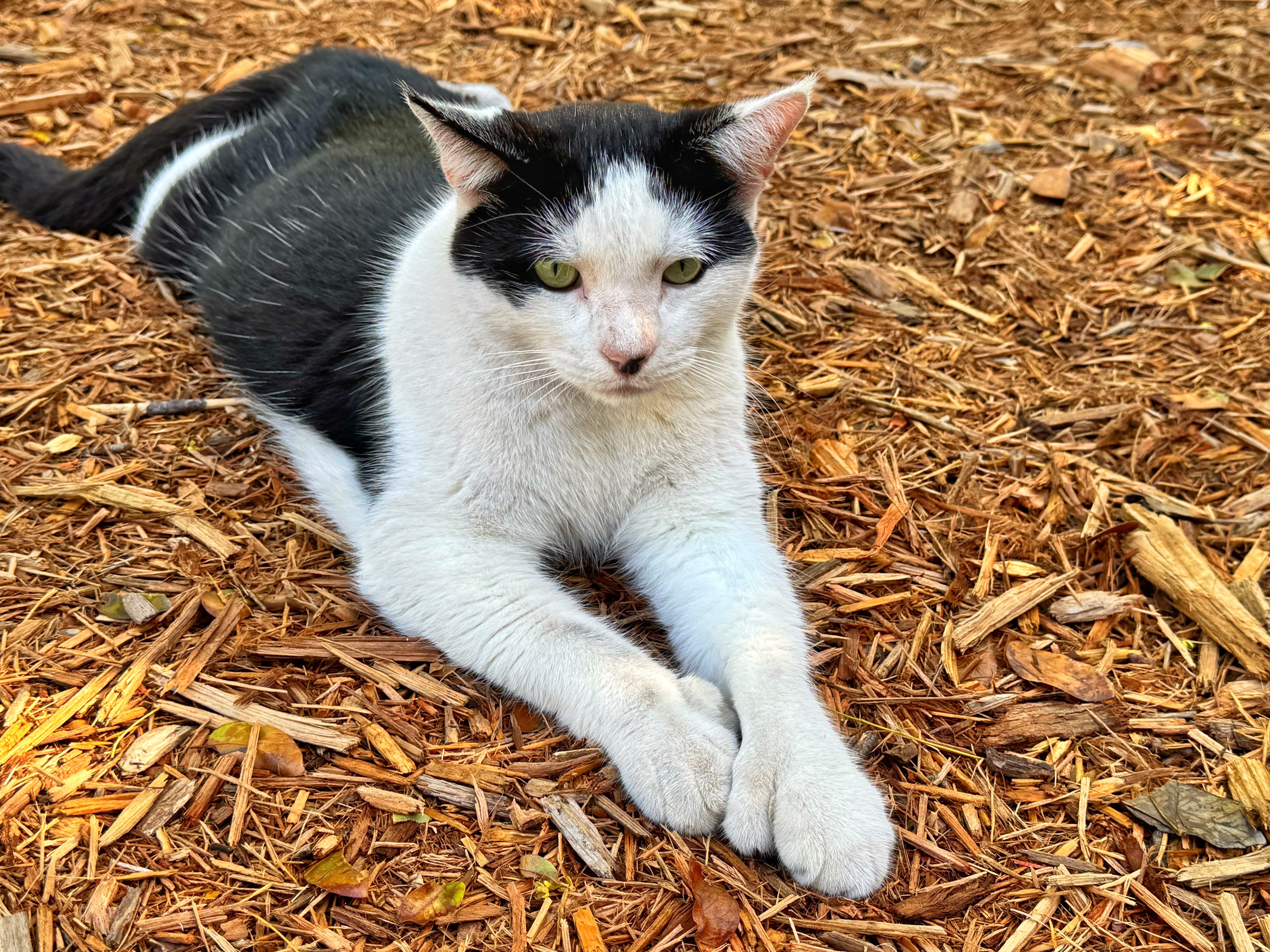 Postcards: Hemingway’s 6-Toed Cats - Tom Ryan, Author