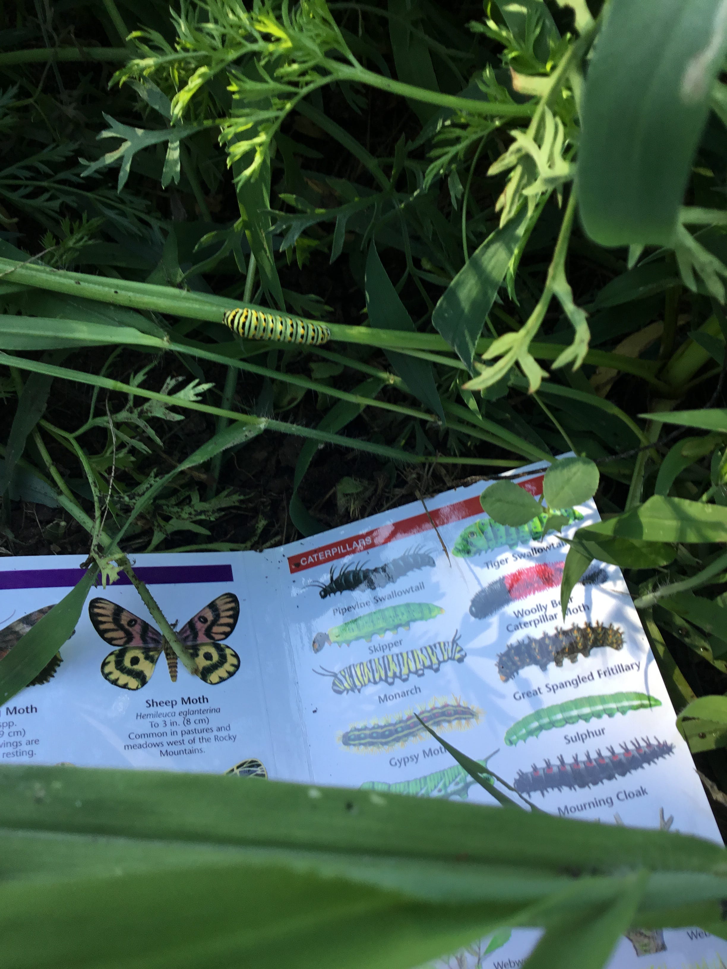 Midwinter garden day dreaming. - Free Radio Rulo