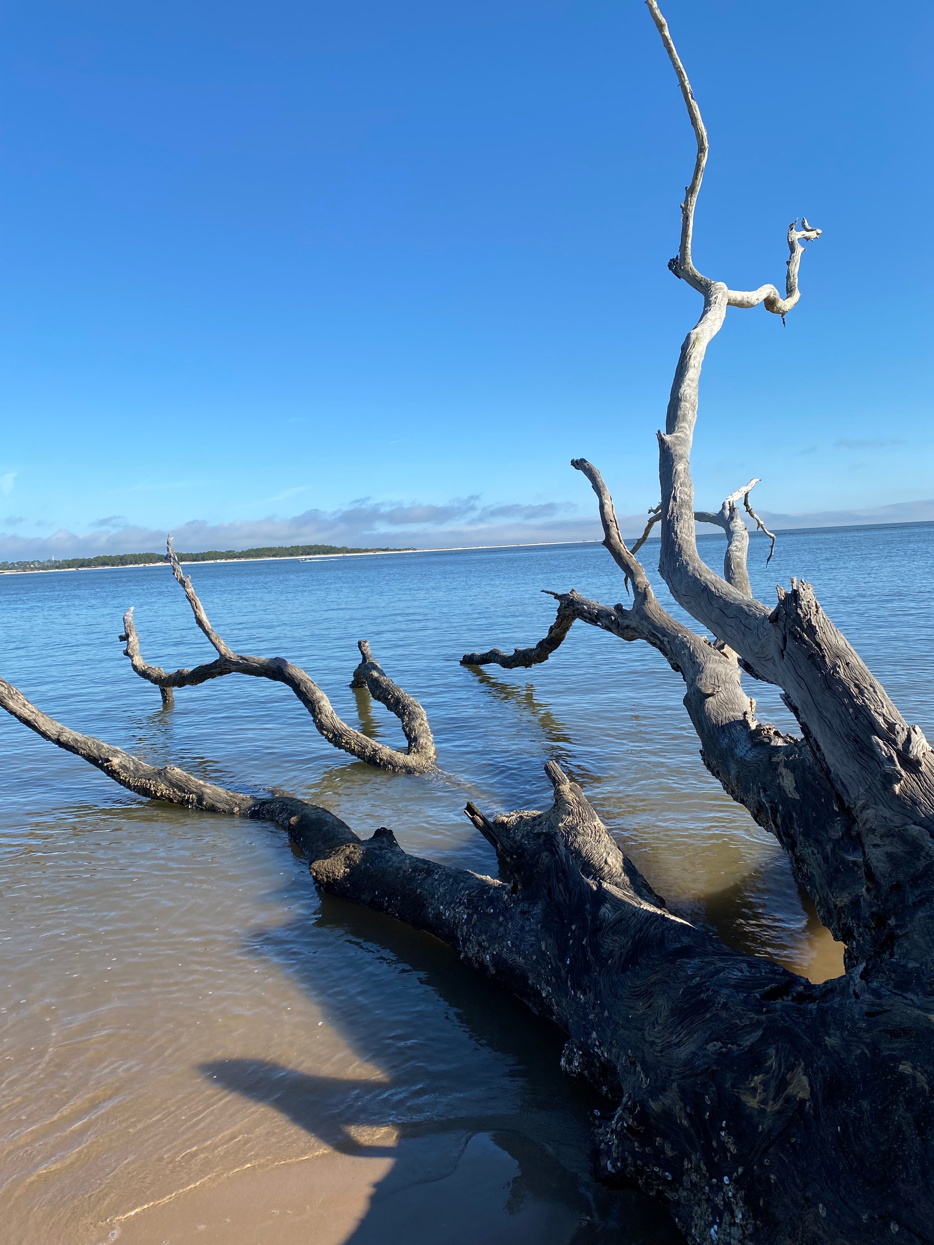 Oh Florida - aislynn’s Substack