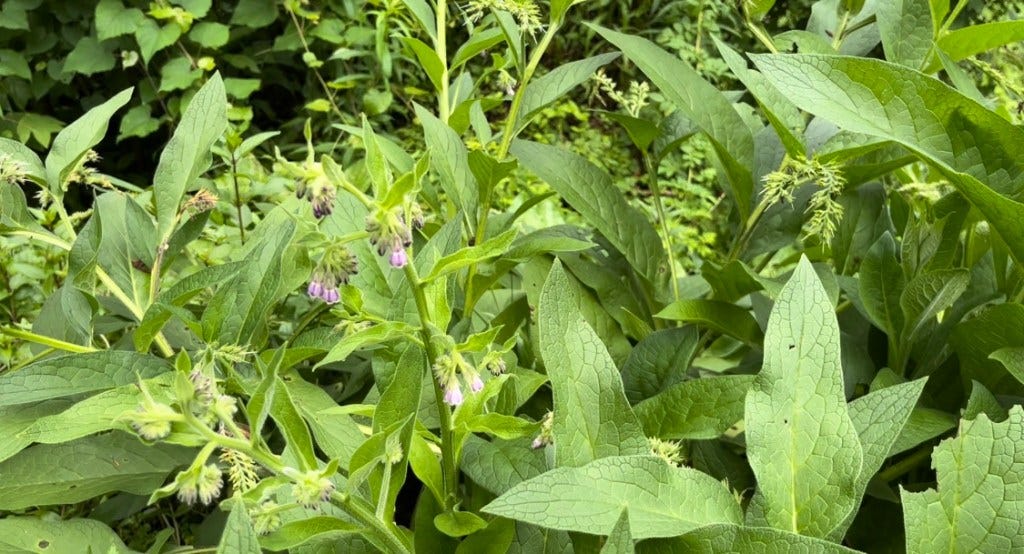How to Make All-Natural Comfrey Fertilizer