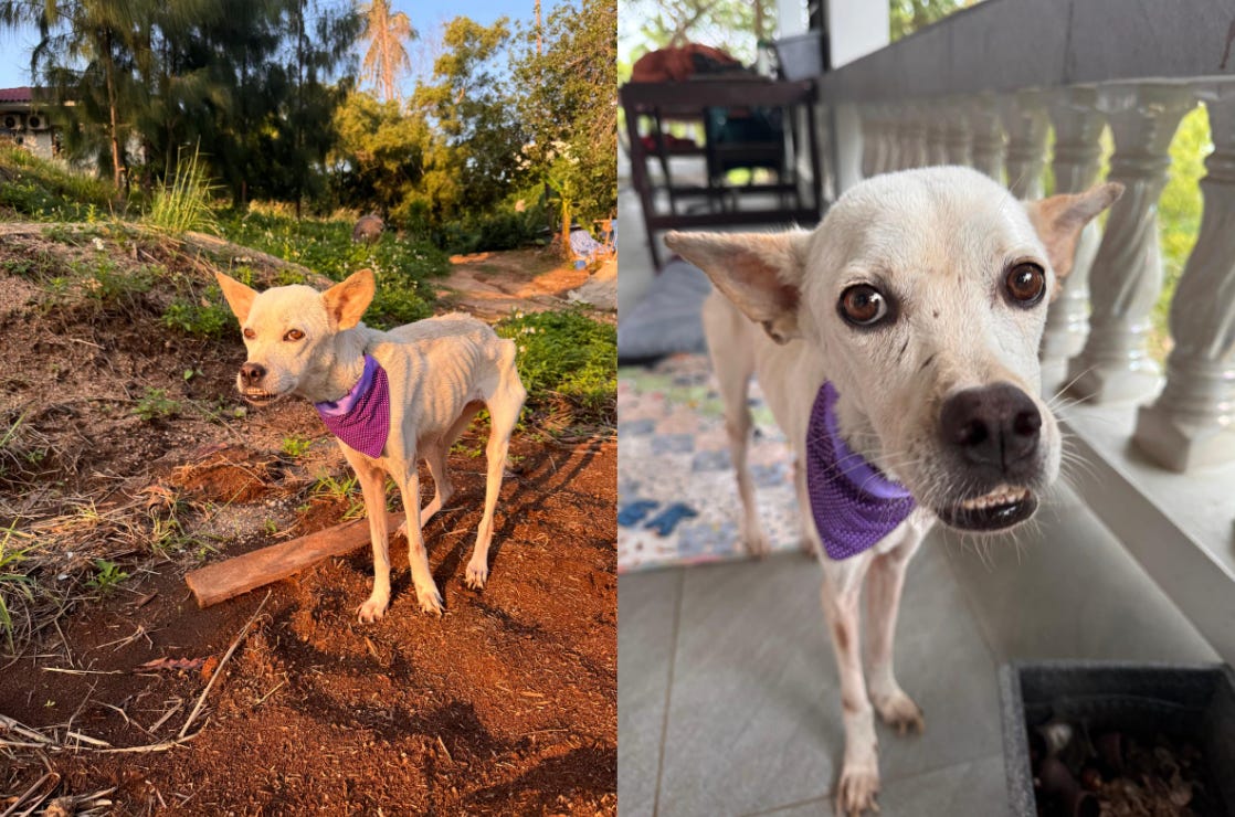 Alba And Her 14 Sunrises - by Niall Harbison - Happy Doggo