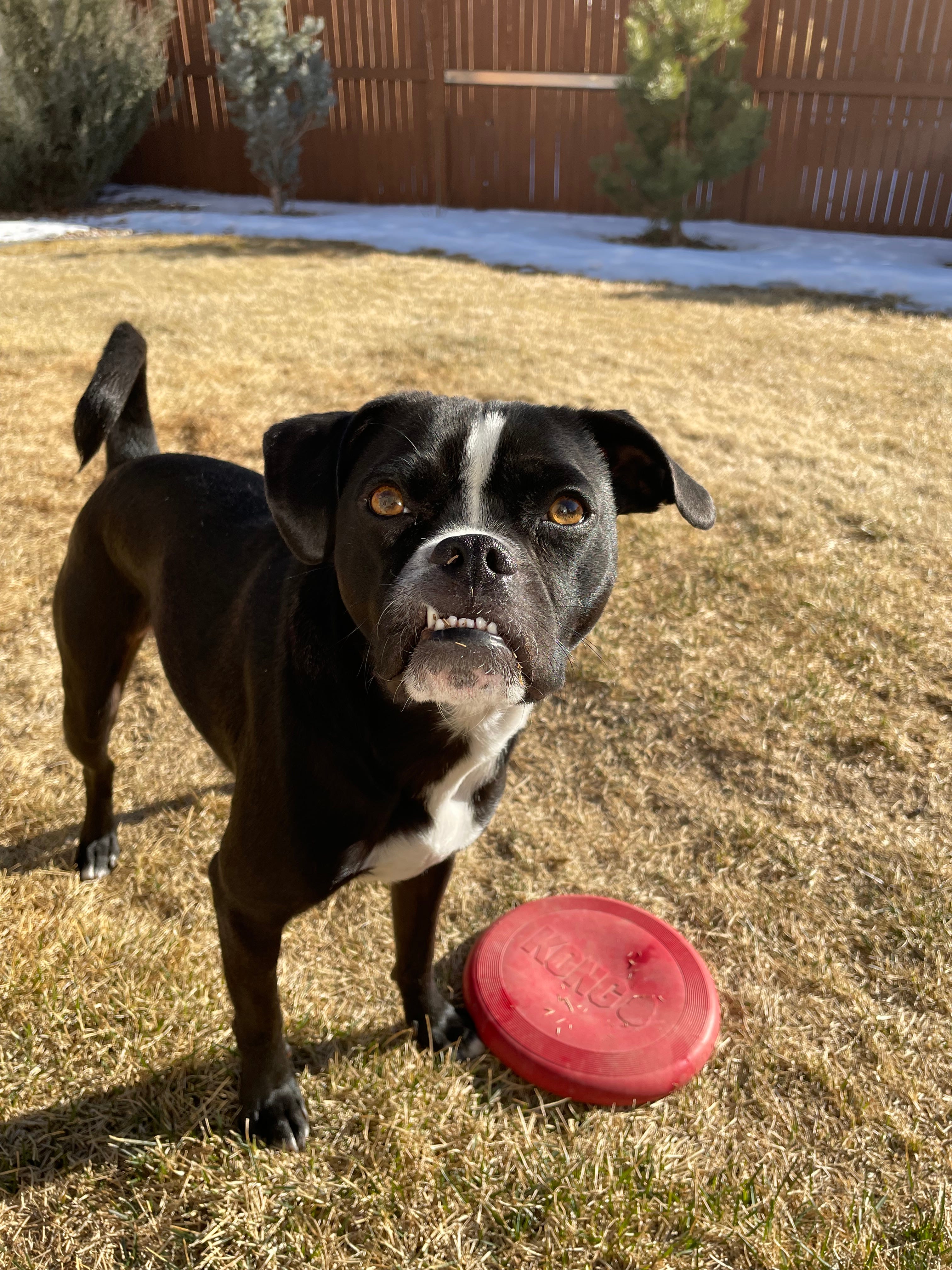 A Project Grows - by Thomas Denning - Thomas’s Substack