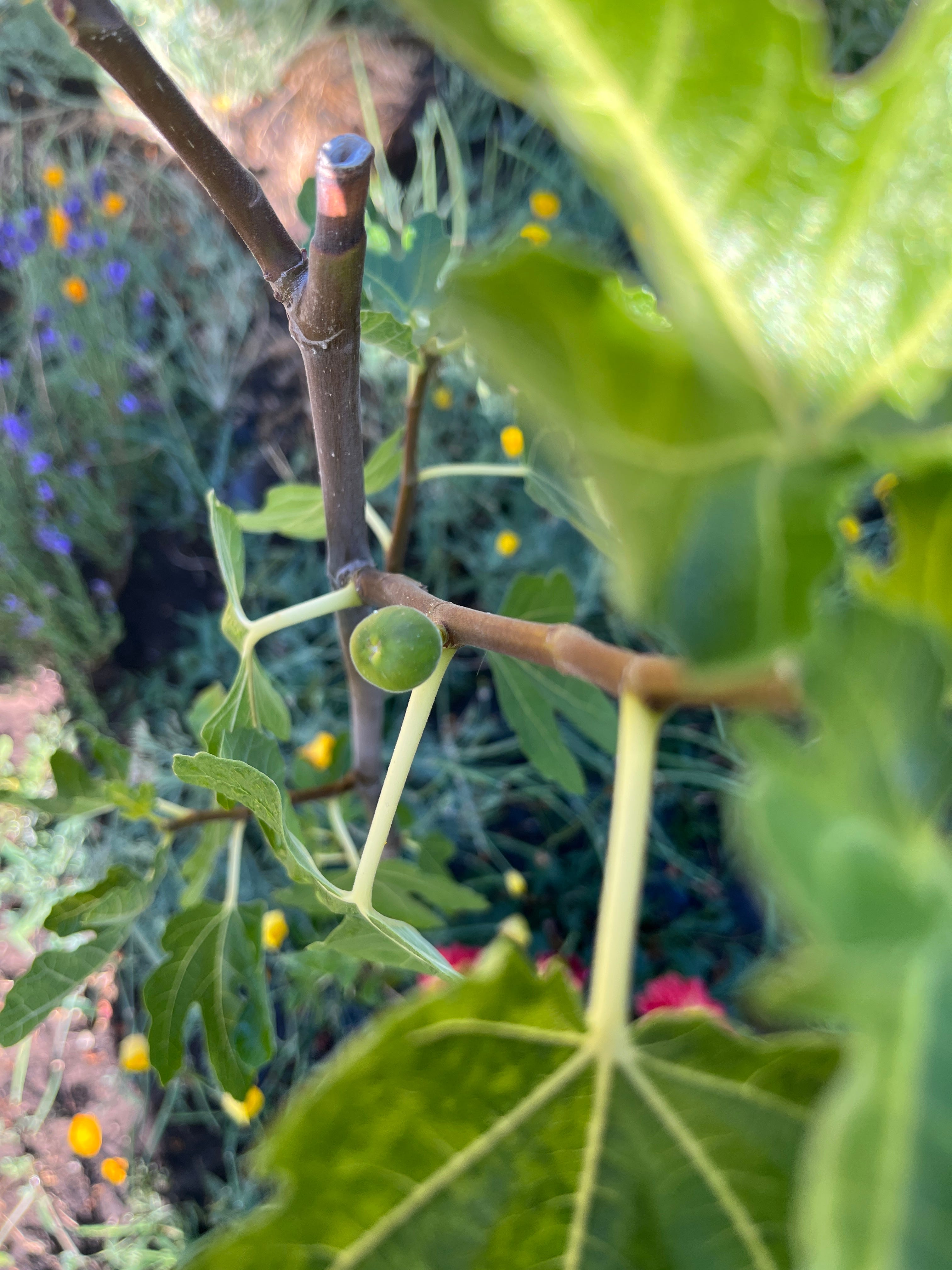 The One and Only Fig - Toad’s Stories