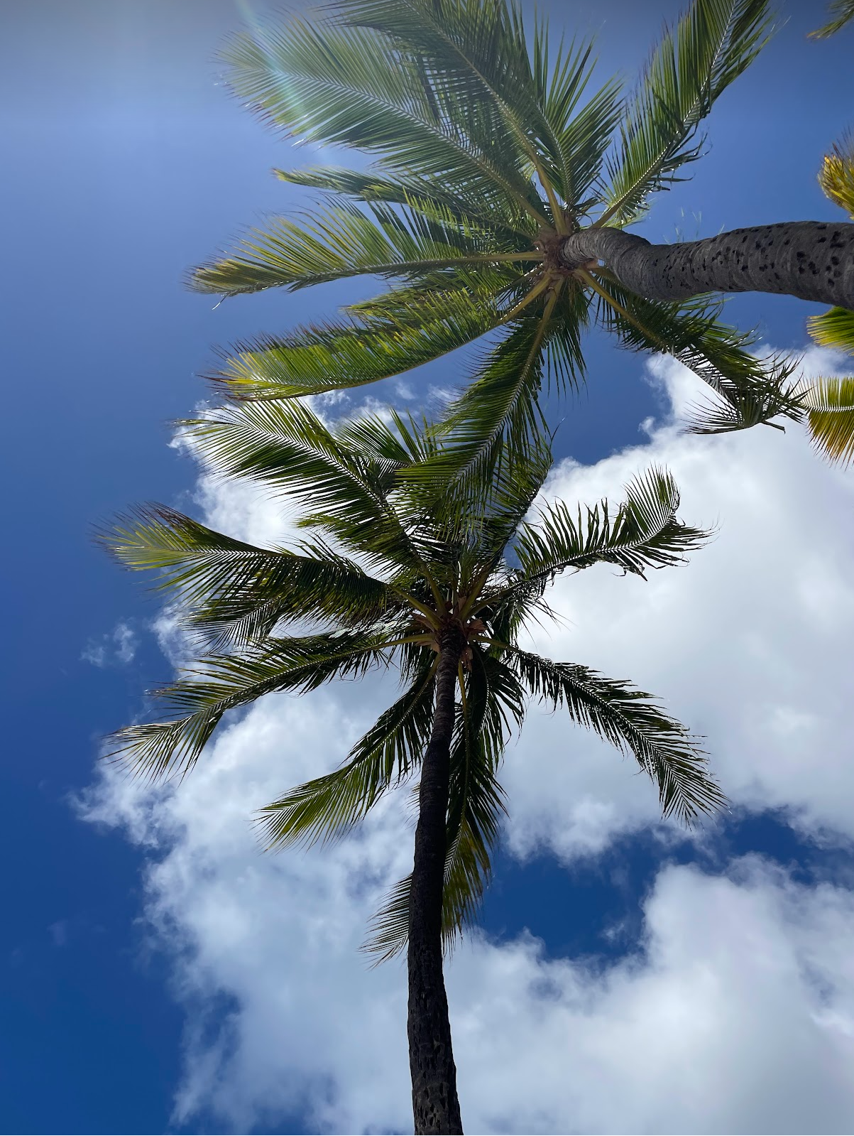 Coda - by Angela Petrone - Near and Far