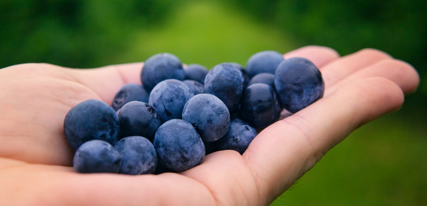 The Power of Blue: Why Nature’s Rarest Color Holds the Key to Vibrant ...