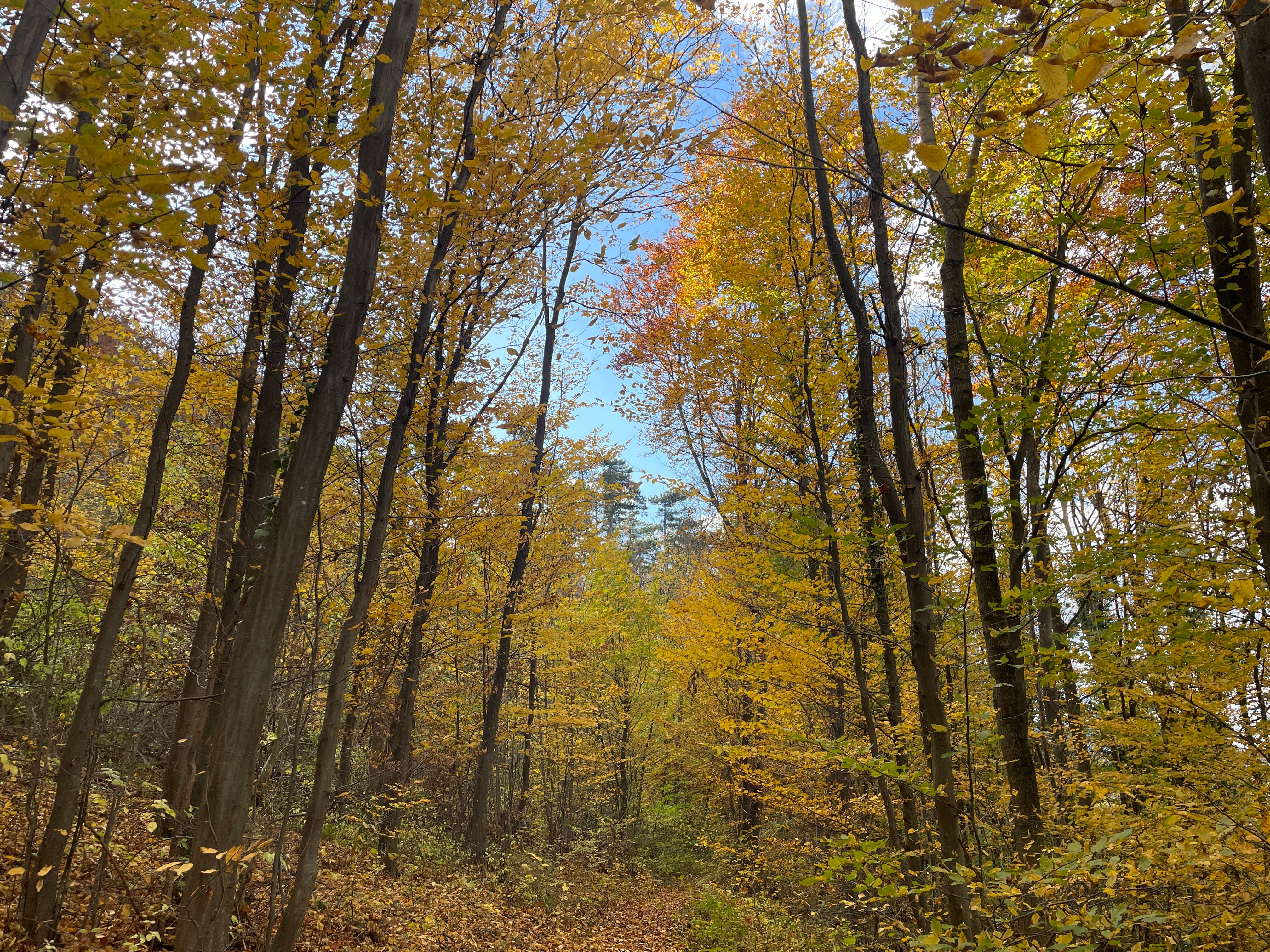 A New Place and An Old Friend - by Ana Starman